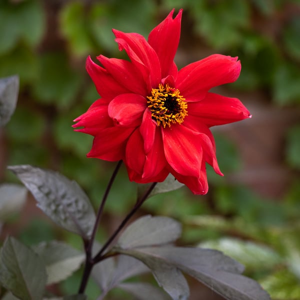 Dahlia Black Forest™ Ruby | White Flower Farm