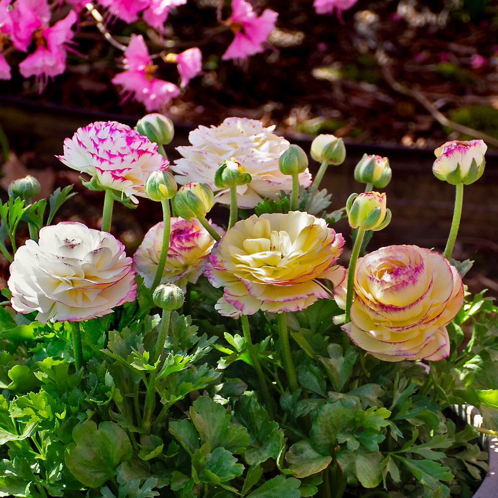 Ranunculus asiaticus Maché™ Vanilla Bicolor Medley Mix | White Flower Farm