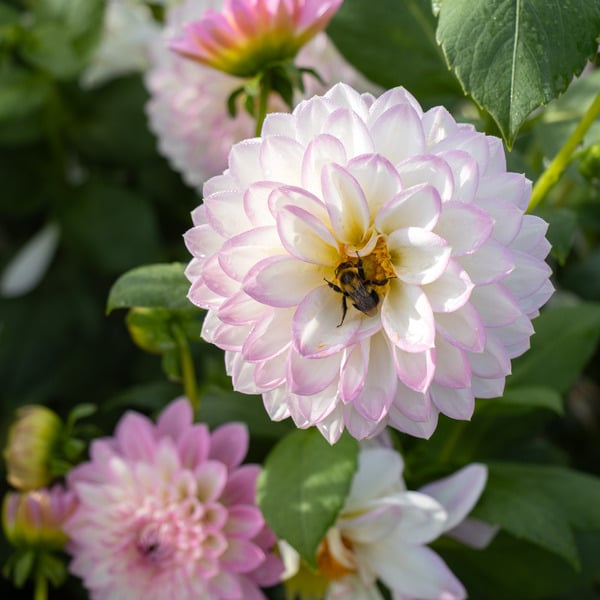 Dahlia 'Arbatax' | White Flower Farm