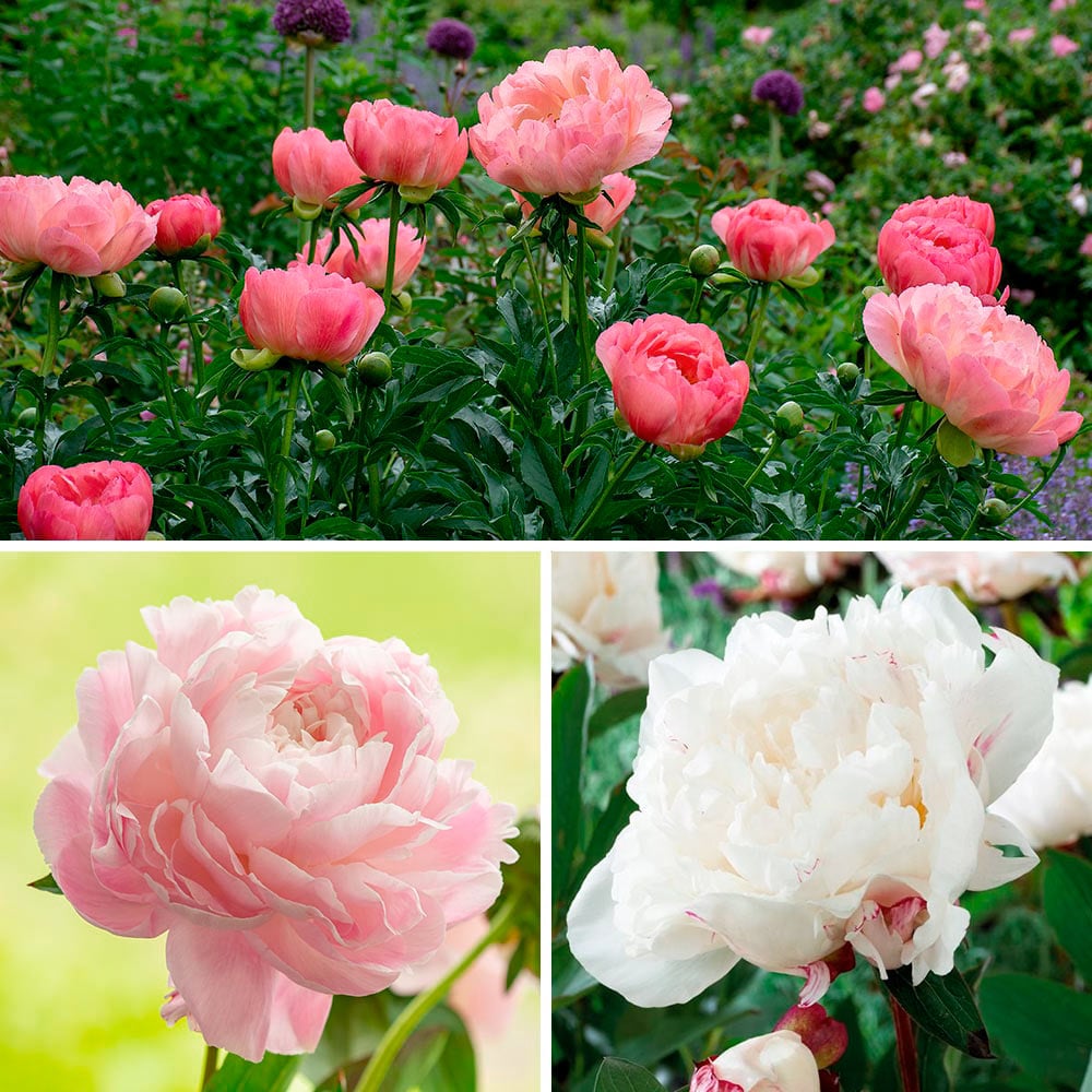 Award-Winning Peony Trio | White Flower Farm