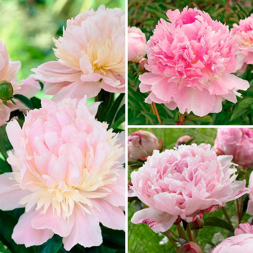 Fragrant Pink Peony Collection | White Flower Farm