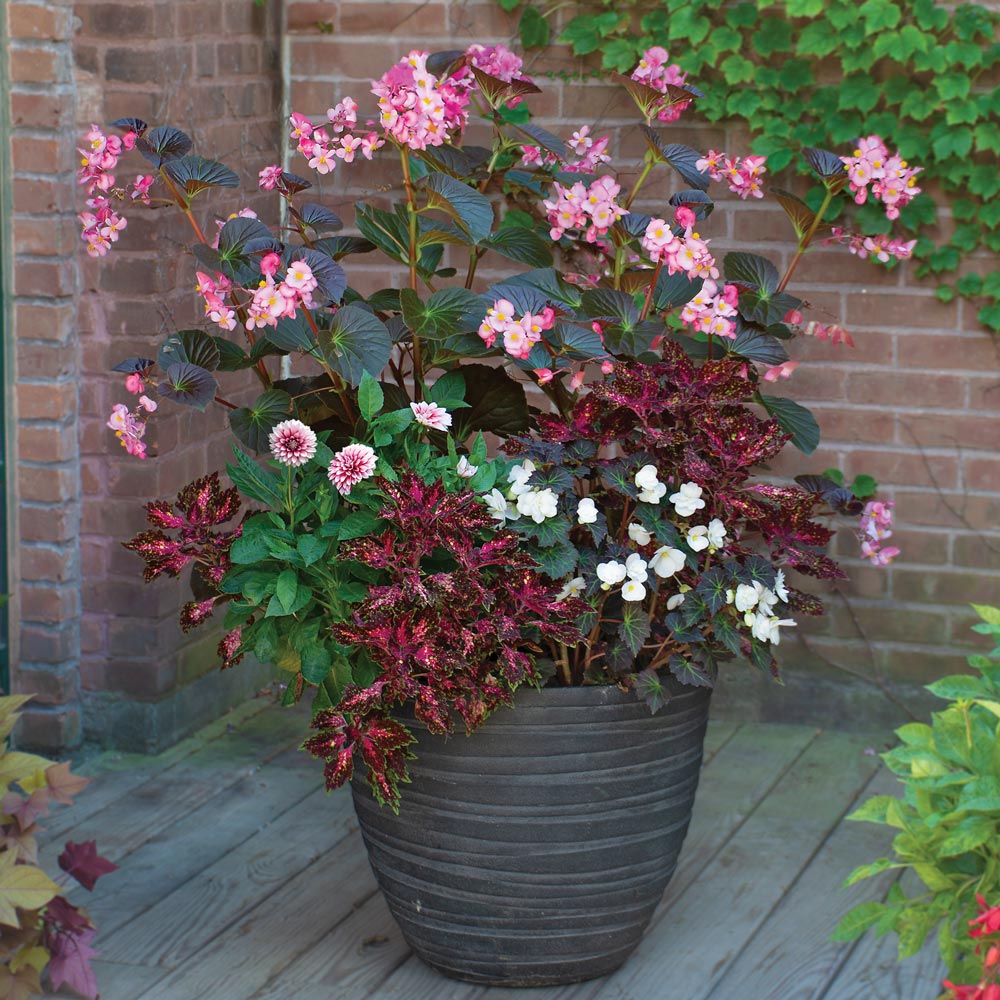 Bright Stars Container Garden | White Flower Farm