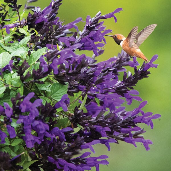 Salvia Bodacious® Hummingbird Falls | White Flower Farm