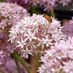 allium pink