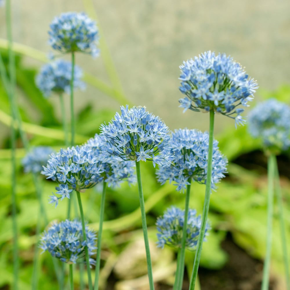 blue allium
