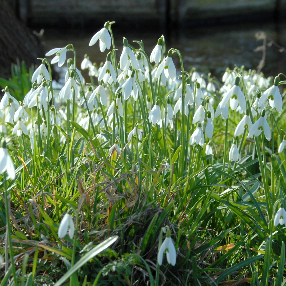 spring snowdrops