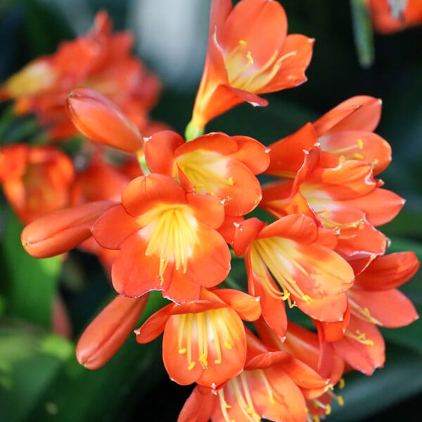 Clivia miniata in terracotta pot with saucer | White Flower Farm