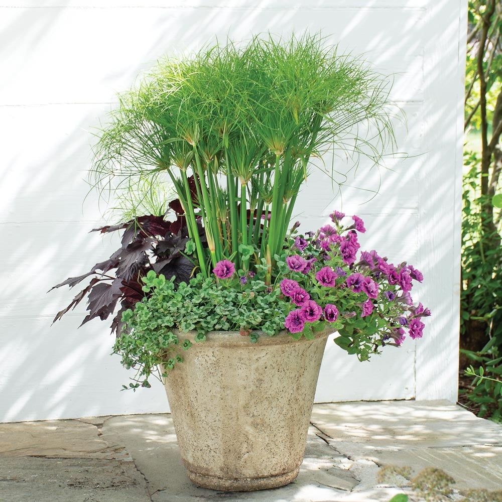 Summer Spray Container Garden | White Flower Farm