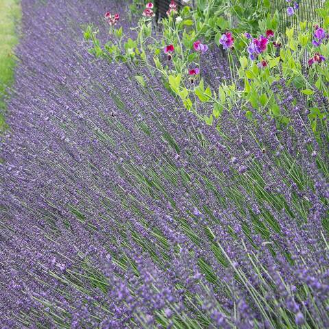 Growing Lavender (Lavandula) | How to Grow Lavender Plants | White ...