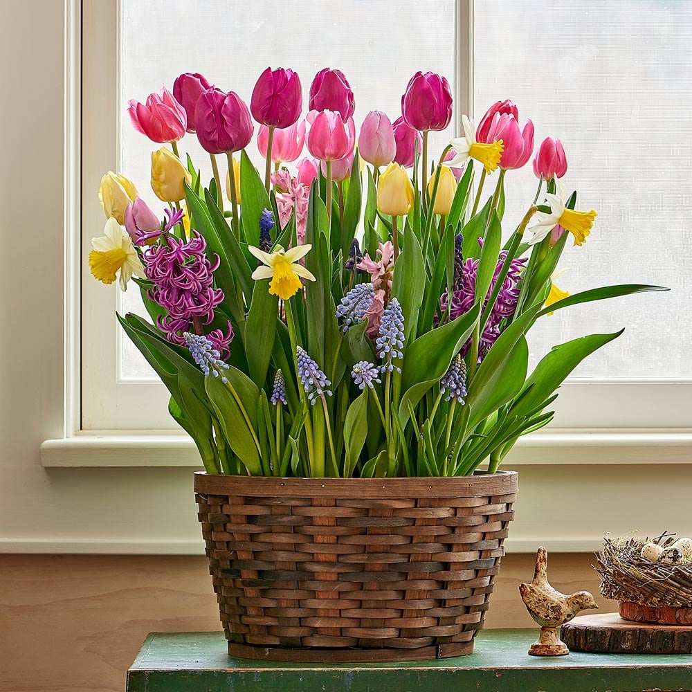 Pastel Parade Bulb Collection in X-large woven basket | White Flower Farm