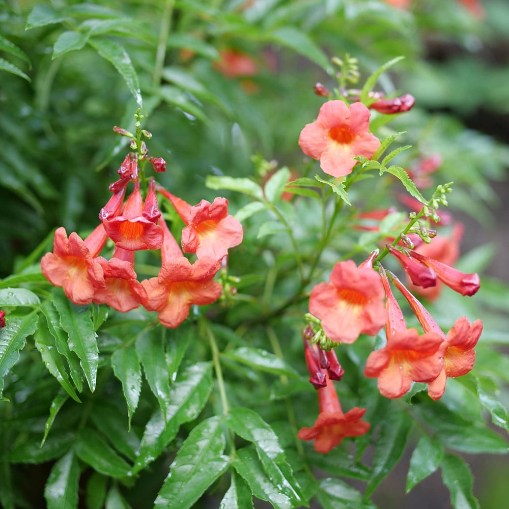 Tecoma stans Chicklet® Red | White Flower Farm