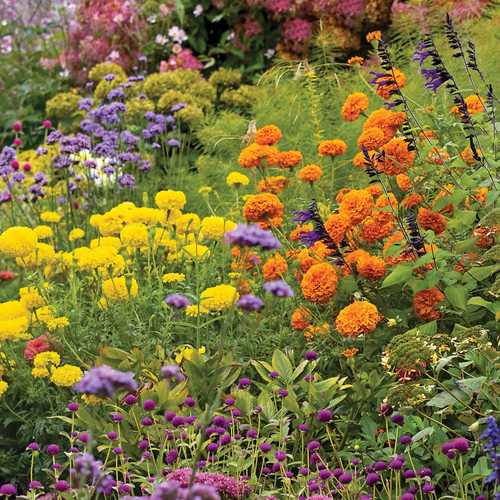 Annuals by Genus | White Flower Farm