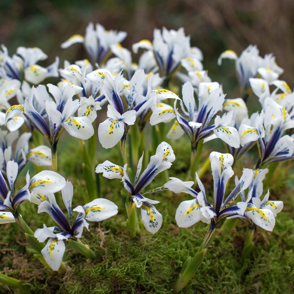 iris 'eyecatcher'
