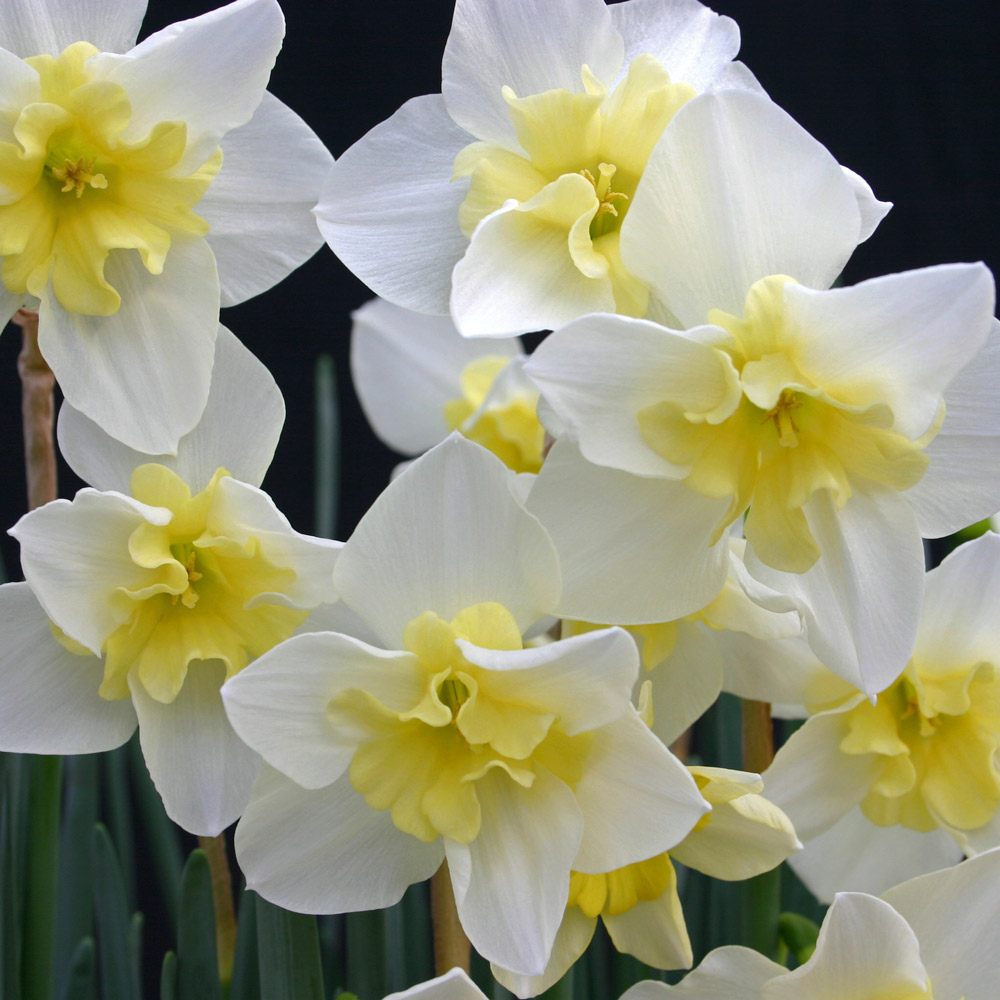 white daffodil name