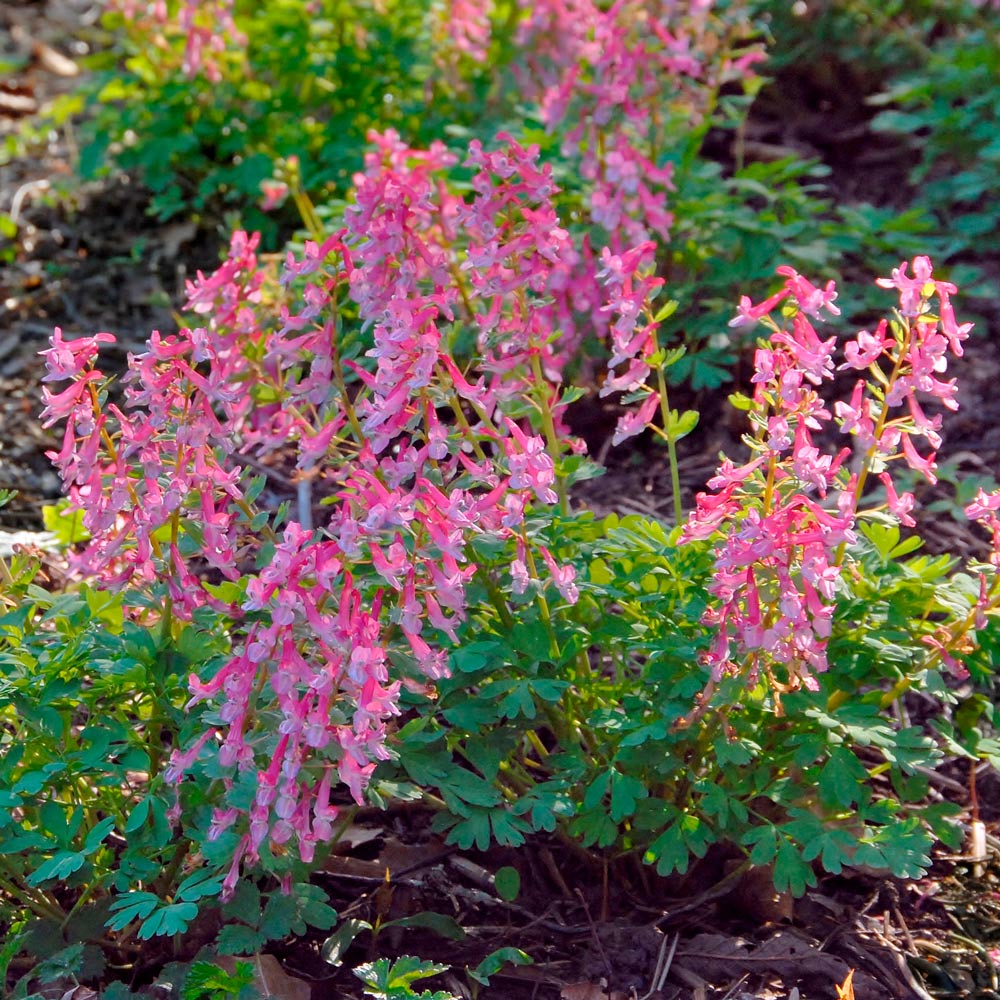 corydalis pink