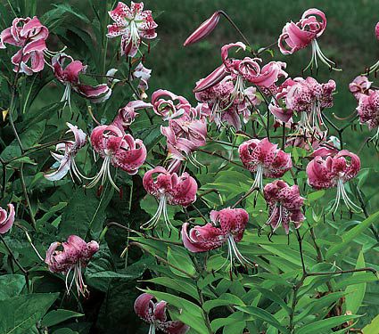 Lilium speciosum rubrum | White Flower Farm