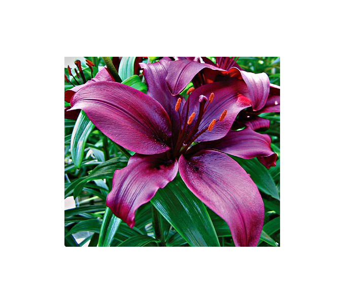 Bold Colors Asiatic Lily Mix | White Flower Farm