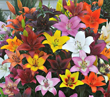 Bold Colors Asiatic Lily Mix | White Flower Farm