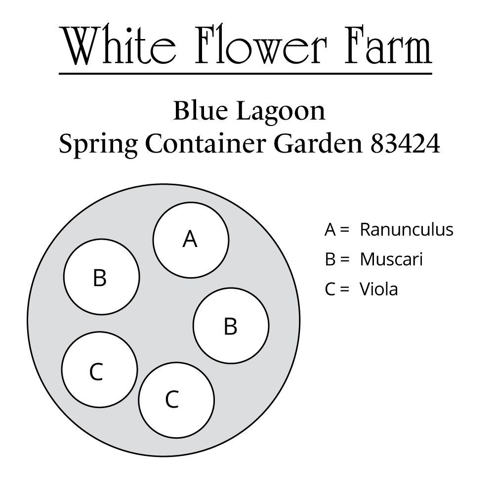 Blue Lagoon Spring Container Garden | White Flower Farm