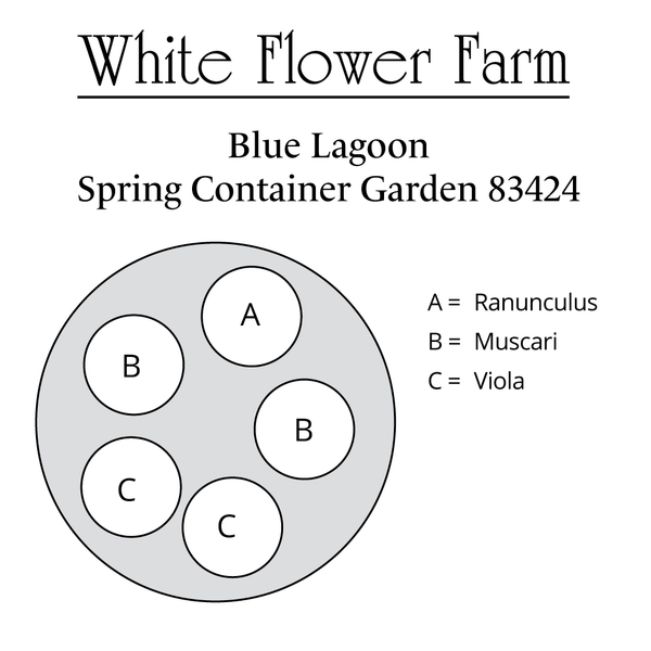 Blue Lagoon Spring Container Garden | White Flower Farm