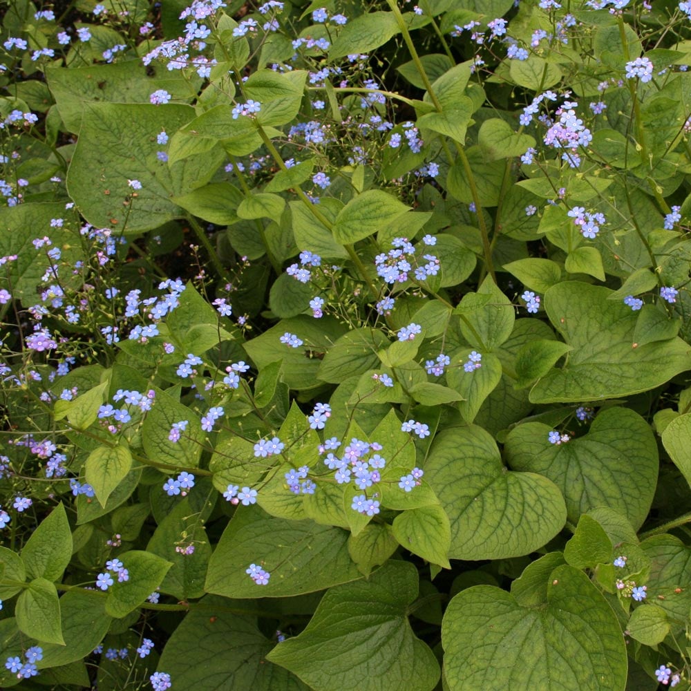 Brunnera macrophylla | White Flower Farm