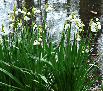 Leucojum aestivum | White Flower Farm