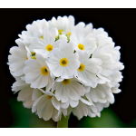 Primrose | White Flower Farm