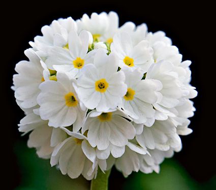 Primula denticulata 'Alba' | White Flower Farm