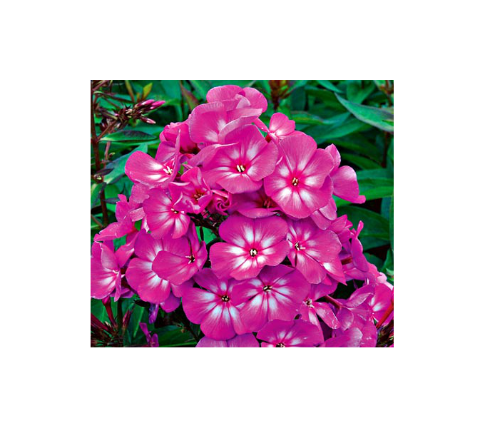 Grape Lollipop Phlox Paniculata
