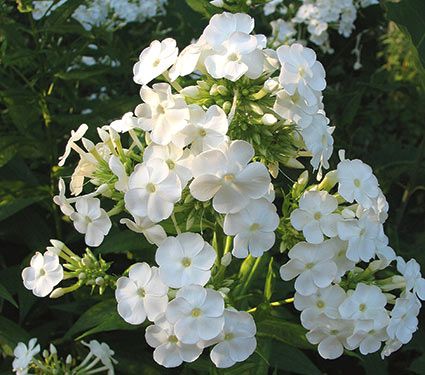 Phlox paniculata David | White Flower Farm