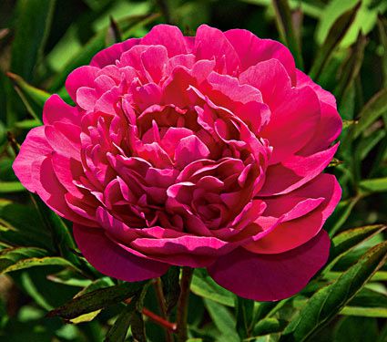 Paeonia Kansas | White Flower Farm