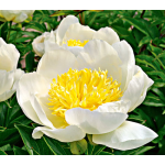 Clematis Petit Faucon™ Gardini™ | White Flower Farm