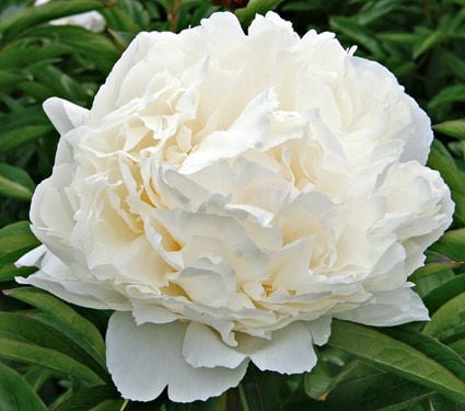 Paeonia Bowl of Cream | White Flower Farm
