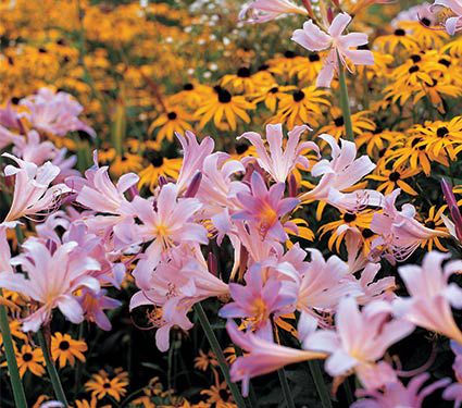 Lycoris squamigera | White Flower Farm