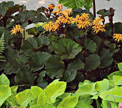 Ligularia dentata 'Britt-Marie Crawford' | White Flower Farm