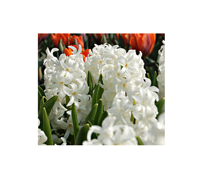 Hyacinthus orientalis Smooth Sailing Mix | White Flower Farm