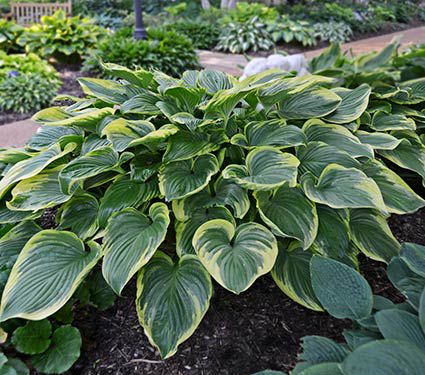 World of Hosta Collection | White Flower Farm