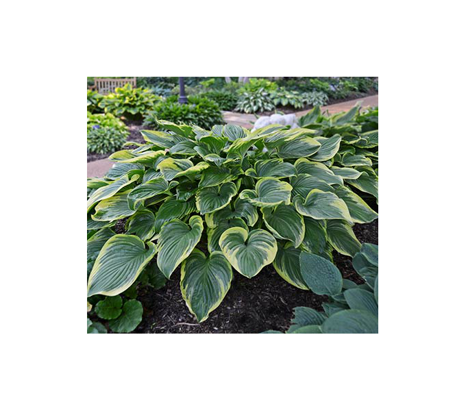 Hosta 'Victory' | White Flower Farm