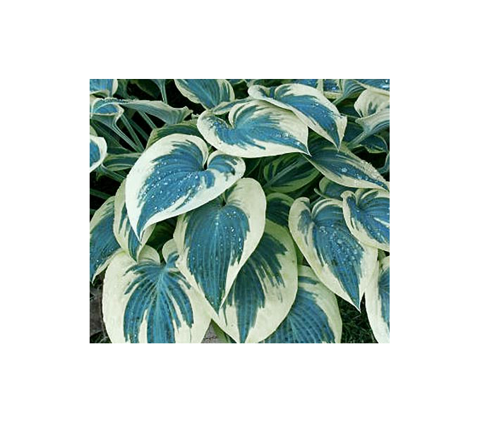 Hosta 'Blue Ivory' | White Flower Farm