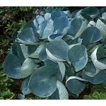 World of Hosta Collection | White Flower Farm