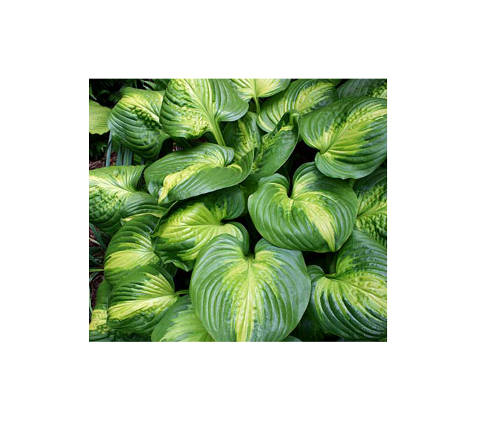 World of Hosta Collection | White Flower Farm