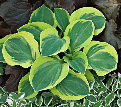 Emerald Atoll, Miniature Hosta Collection | White Flower Farm