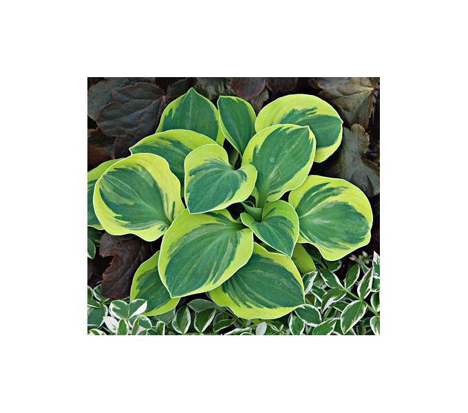 Emerald Atoll, Miniature Hosta Collection | White Flower Farm