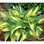 Hosta, Hosta Varieties & More | White Flower Farm