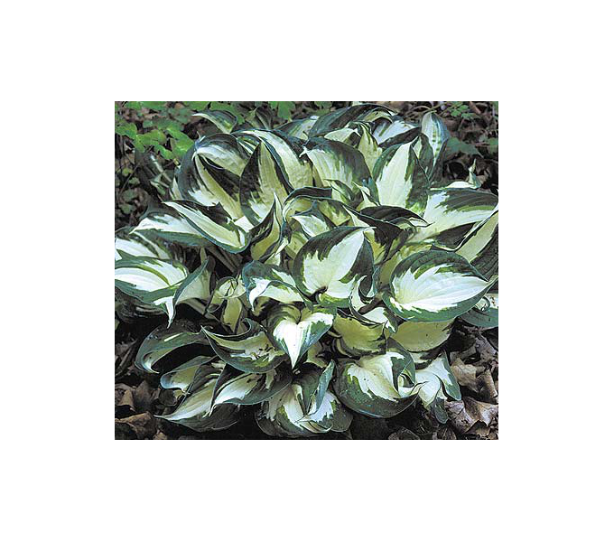Emerald Atoll, Miniature Hosta Collection | White Flower Farm
