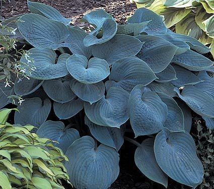 Hosta Hadspen Blue | White Flower Farm