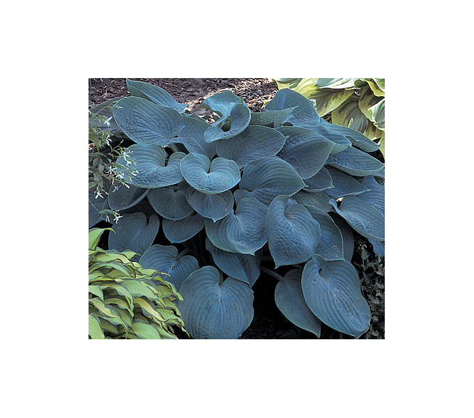 Emerald Atoll, Miniature Hosta Collection | White Flower Farm