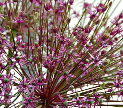 Allium 'Spider' | White Flower Farm