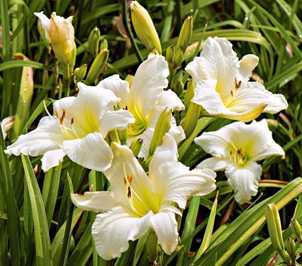 Unique 50 Daylilies - Hemerocallis | White Flower Farm