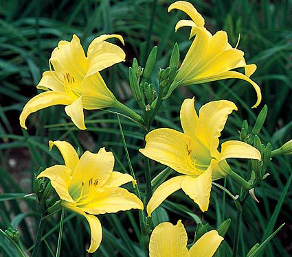 Hemerocallis Hyperion | White Flower Farm
